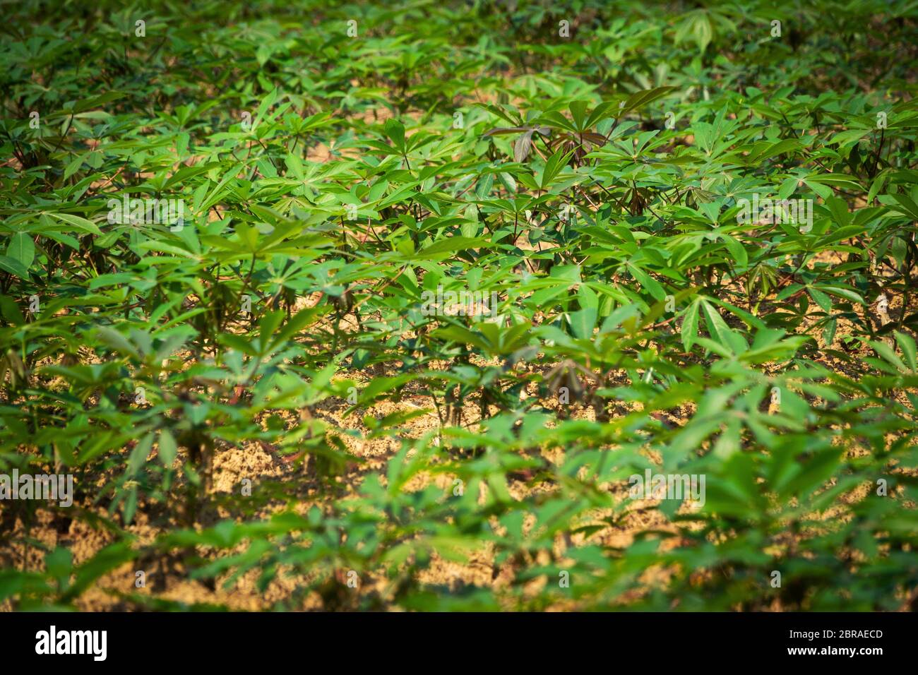 Cassava Agriculture, landscape with rows of crop Stock Photo - Alamy