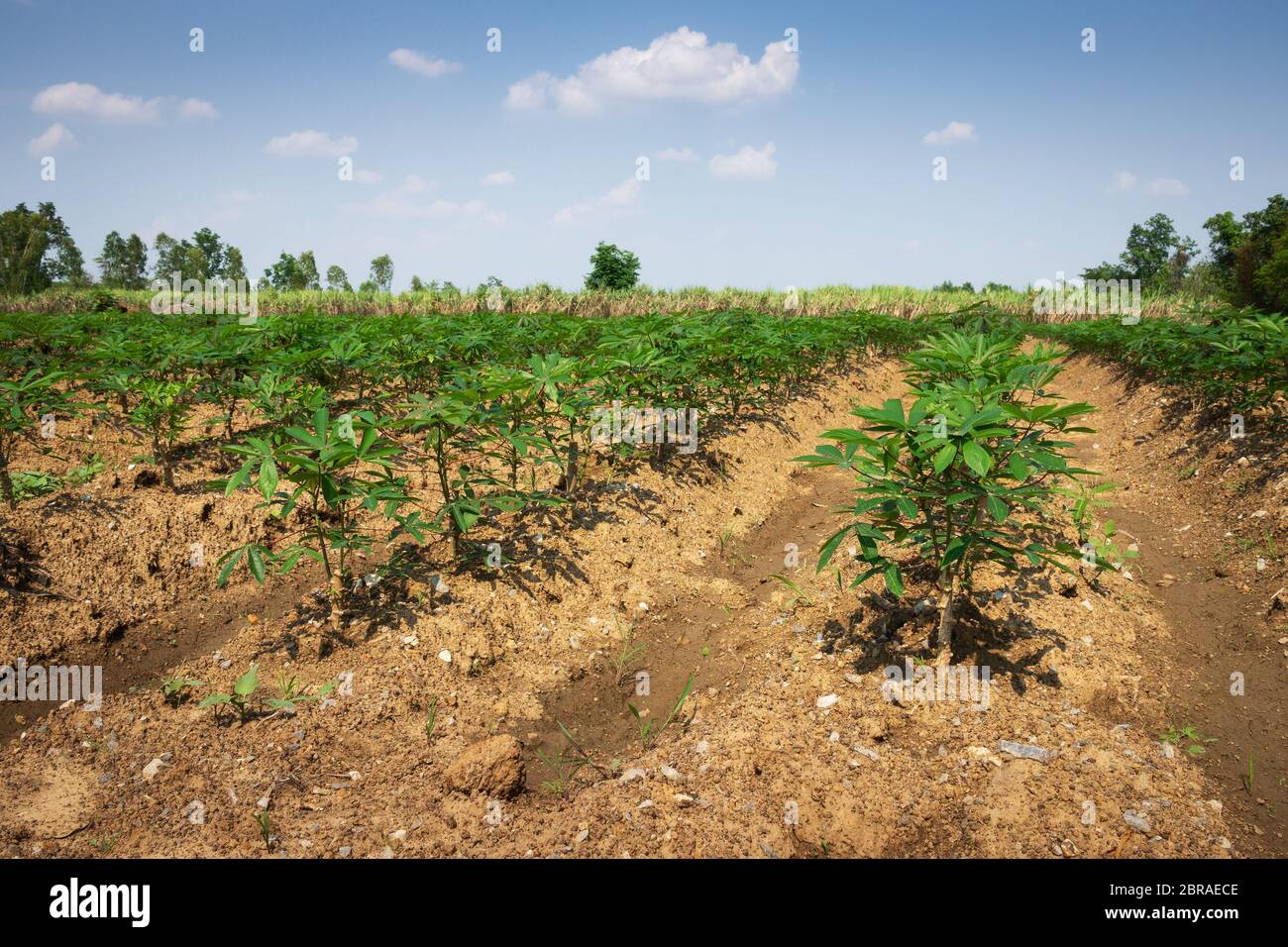 Cassava Agriculture, landscape with rows of crop Stock Photo - Alamy