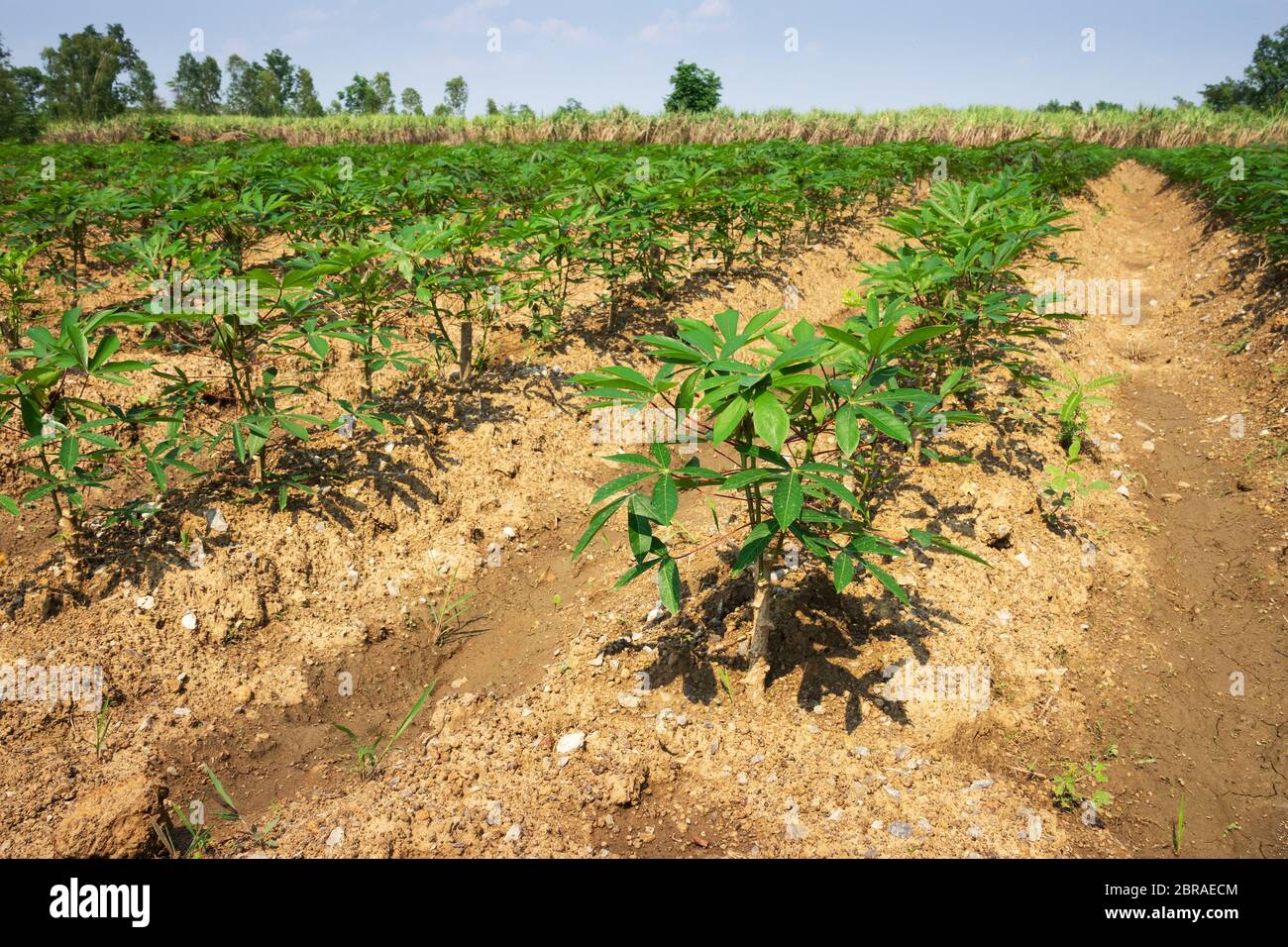 Cassava Agriculture, landscape with rows of crop Stock Photo - Alamy