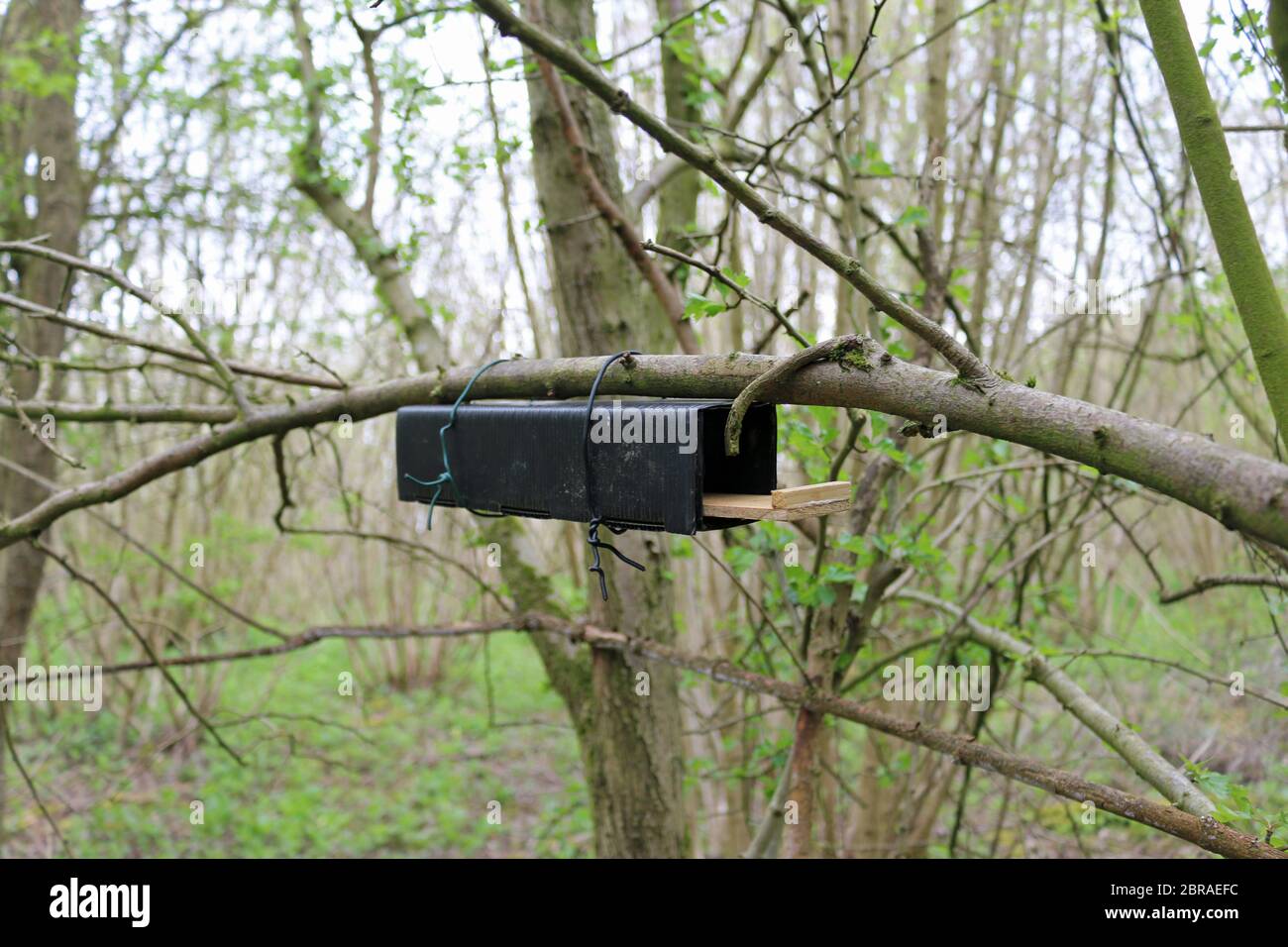 Black plastic and wood dormouse (Muscardinus avellanarius) nest tube ...