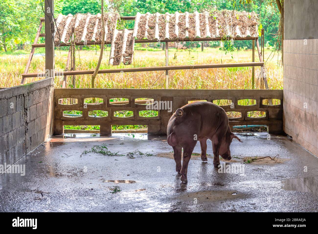 Breeder red pigs on a farm in rural countryside Stock Photo - Alamy