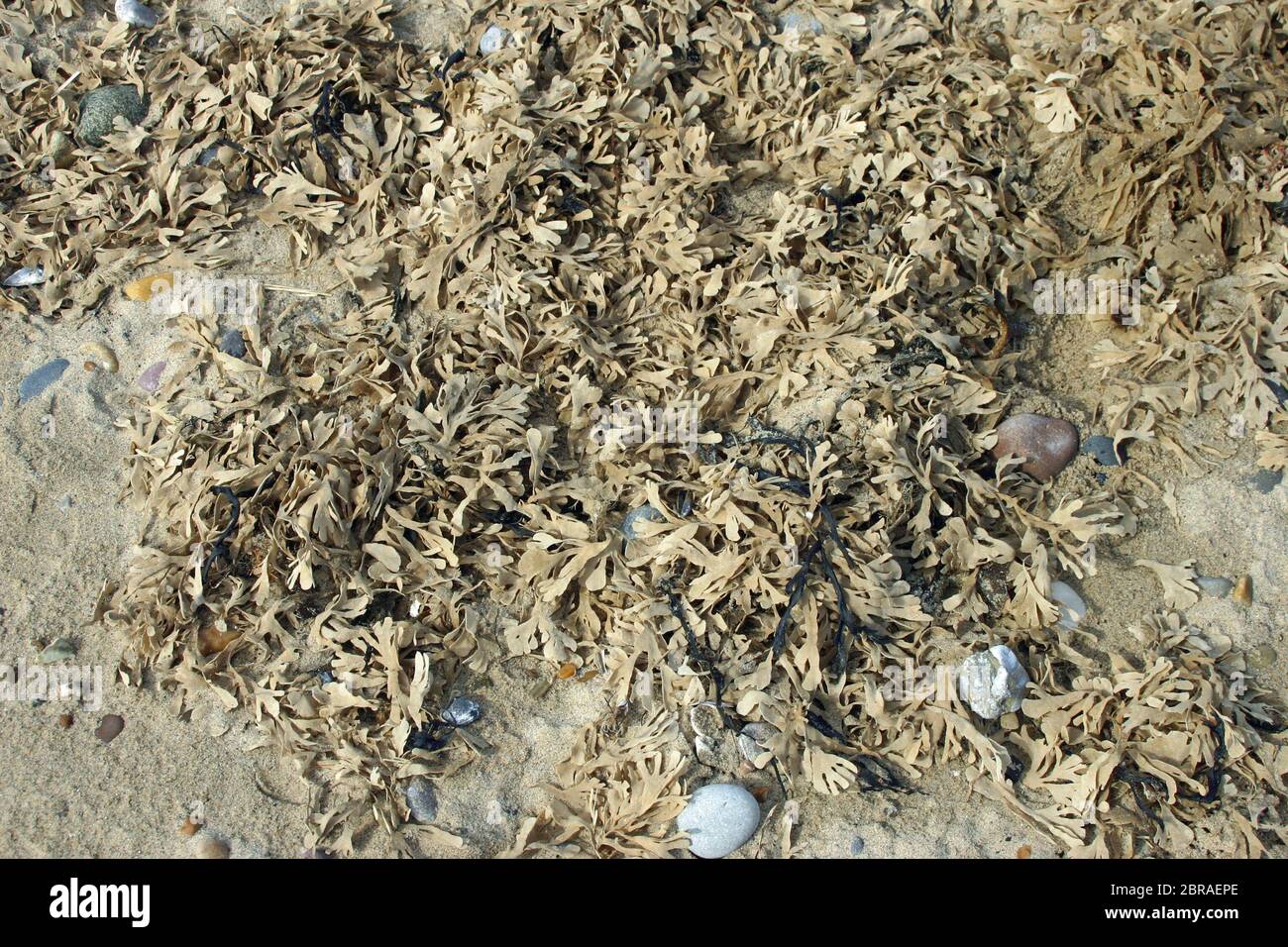 Dried seaweed on the strandline of a beach with a background of sand ...