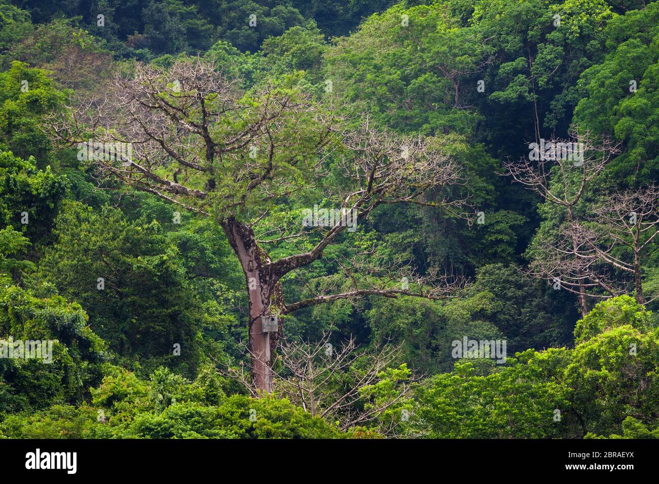 Large cuipo tree, Cavanillesia platanifolia, towers over the rainforest ...