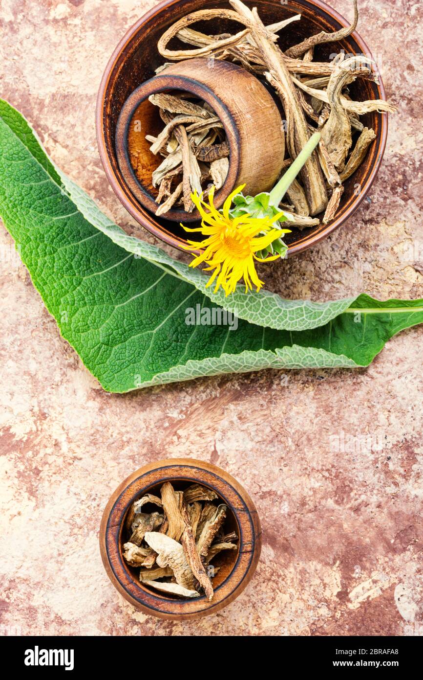 Roots and rhizomes of elecampane.Medicinal plant inula Stock Photo - Alamy