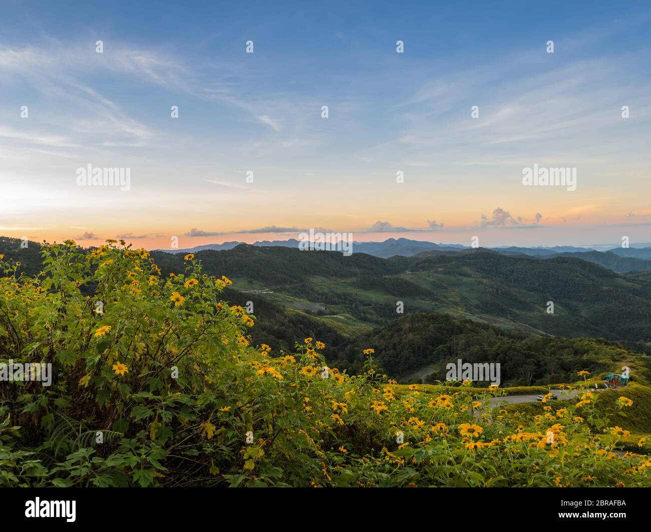 Landscape mountain sunrise with wild Mexican sunflower valley (Tung Bua ...