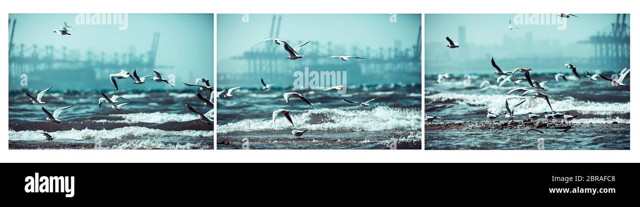 Dirty seagull Cut Out Stock Images & Pictures - Alamy