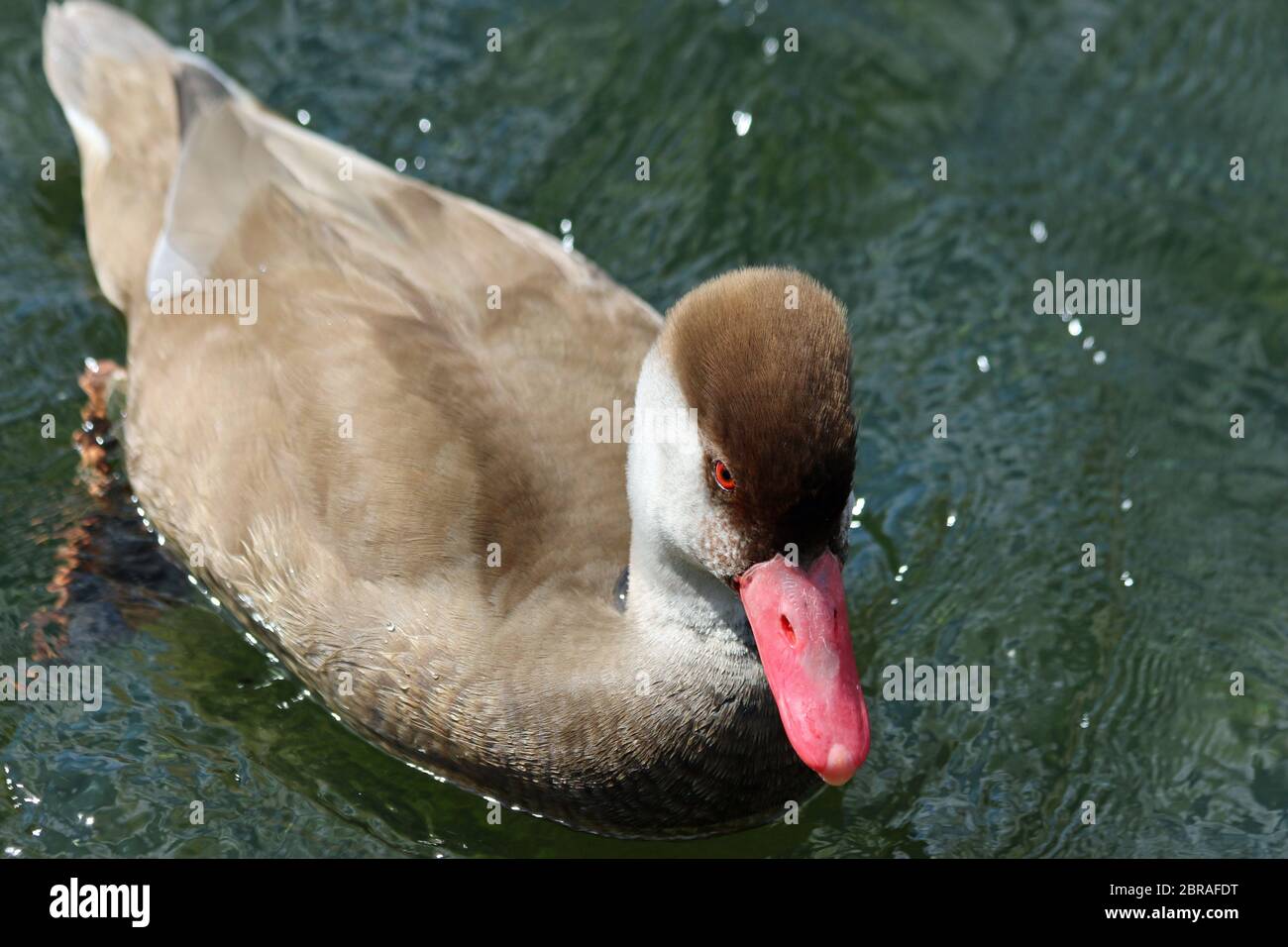 Red crested pochard eclipse male duck, Netta rufina, floating on the ...