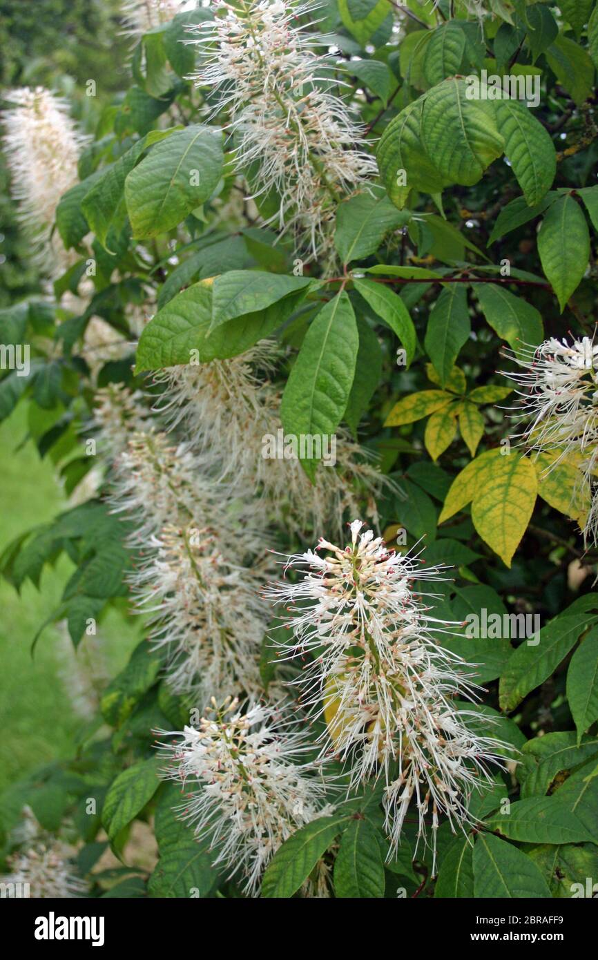 Dwarf horse chestnut (Aesculus parviflora) flowers on the bush with a ...