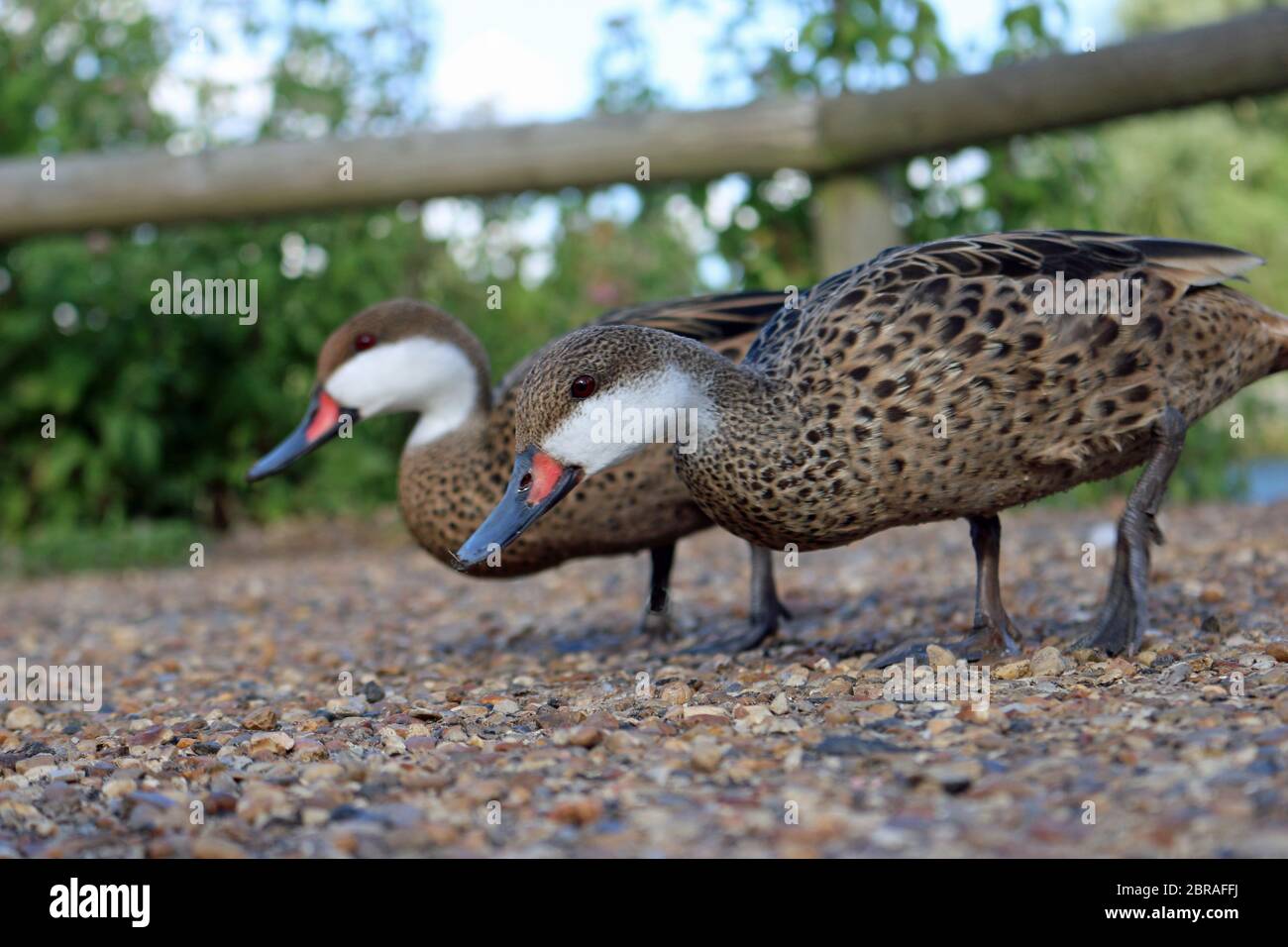 White cheeked pintail ducks, Anas bahamensis, standing on gravel with a ...