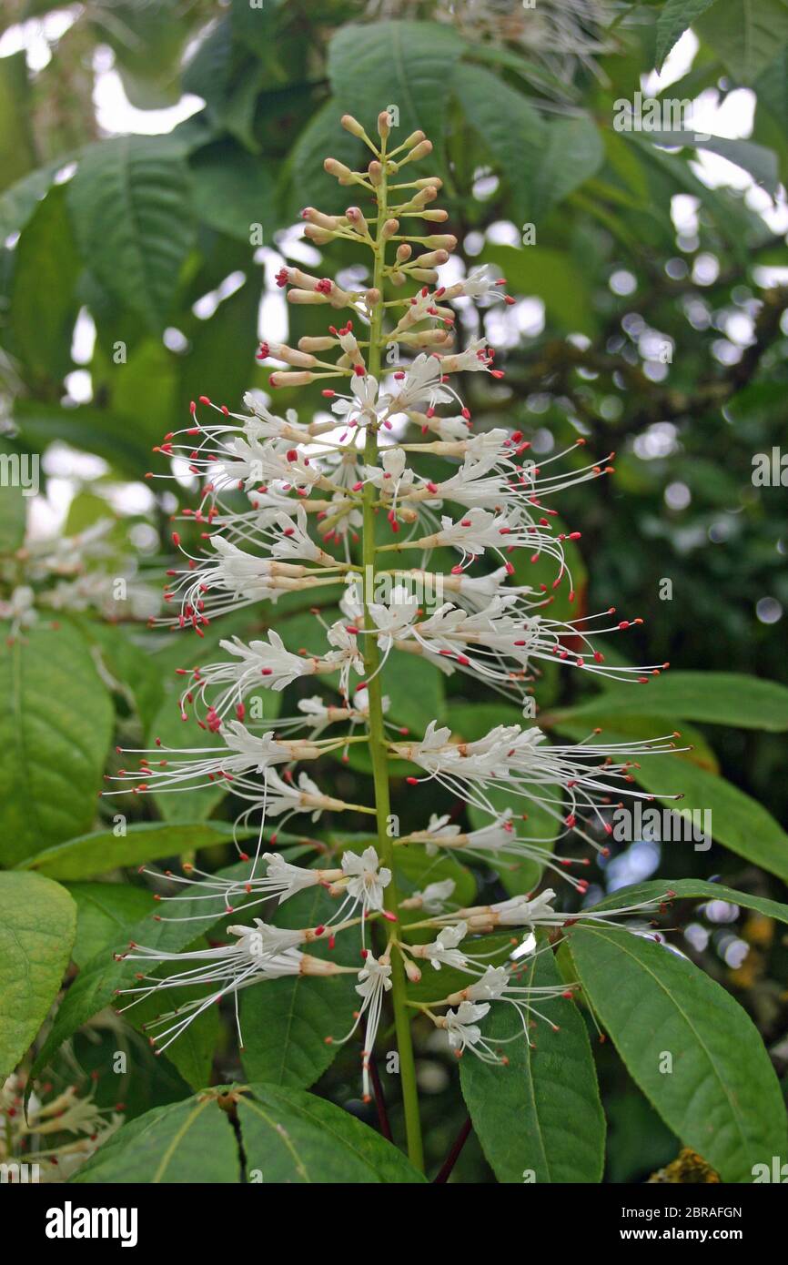Dwarf horse chestnut (Aesculus parviflora) flower on the bush with a ...