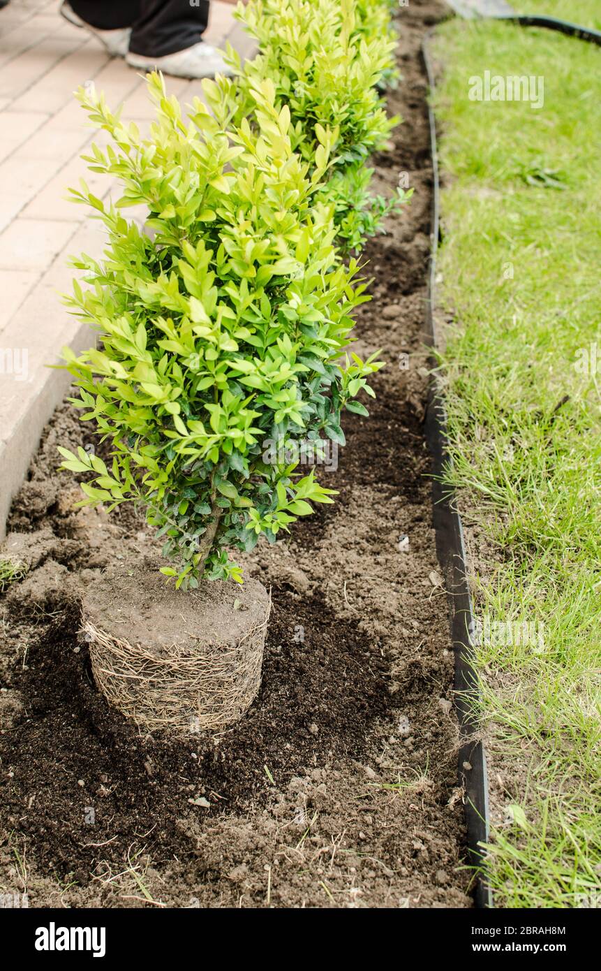 Planting in the spring, buxus flower, nice bush Stock Photo - Alamy