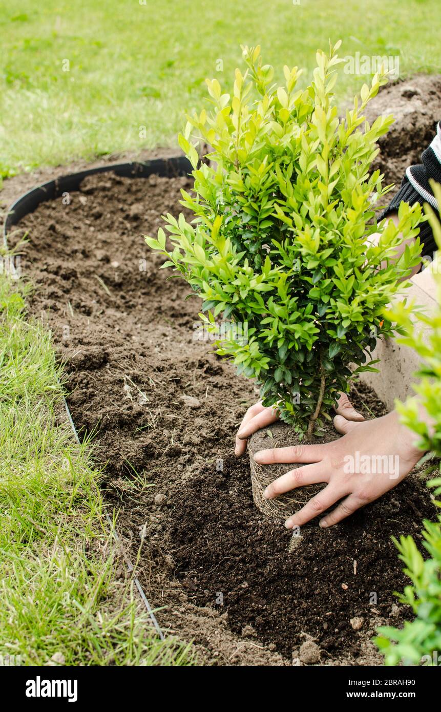 Planting in the spring, buxus flower, nice bush Stock Photo - Alamy