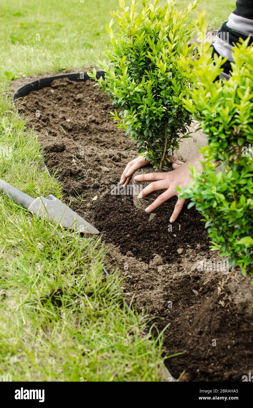 Planting in the spring, buxus flower, nice bush Stock Photo - Alamy