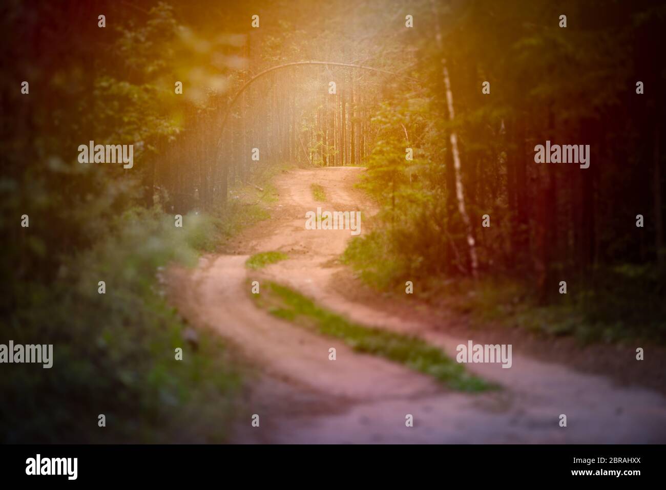 Curved trees path walkway in hi-res stock photography and images - Alamy