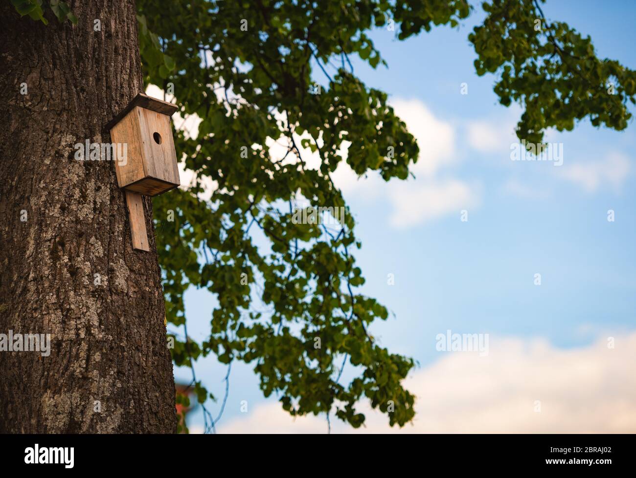 Nesting box on tree in spring forest. Blue sky with clouds in ...