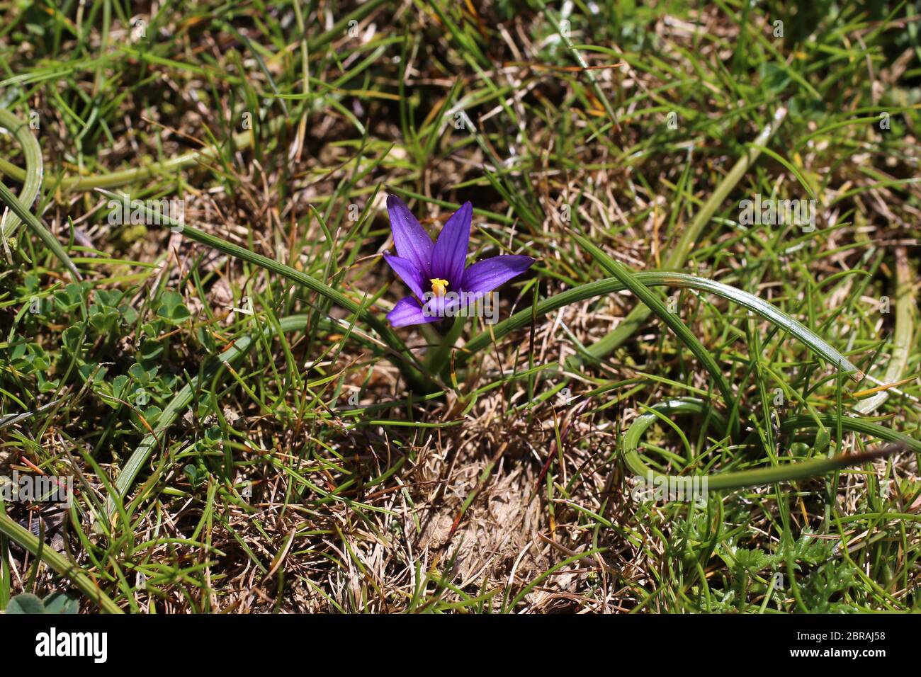 Romulea linaresii - Wild plant shot in the spring Stock Photo - Alamy