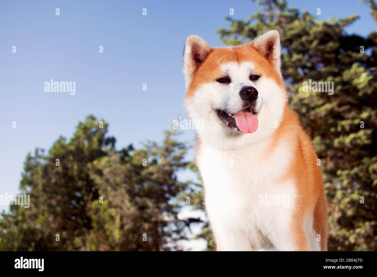 Animal portrait of lovely Japanese akita dog outdoors in nature Stock ...