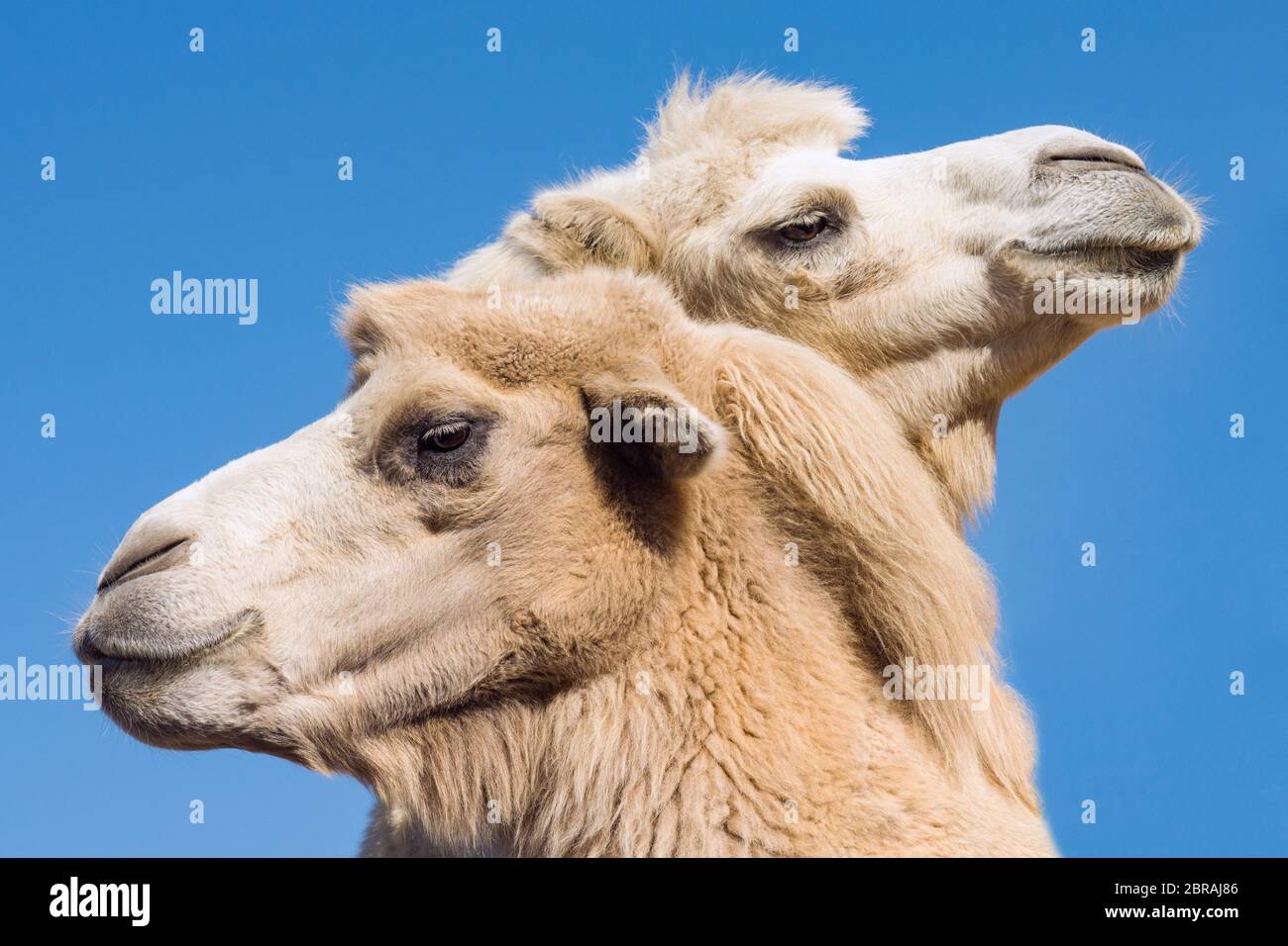 Two camel heads hi-res stock photography and images - Alamy