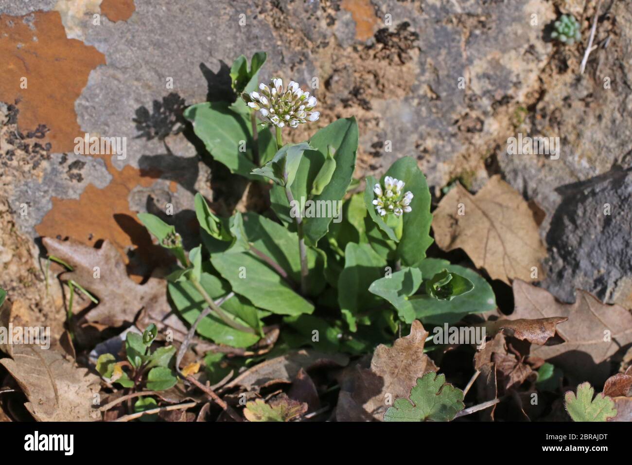 Thlaspi perfoliatum, Perfoliate Penny-Cress. Wild plant shot in the ...
