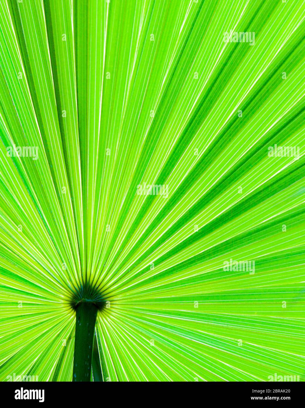 The back of a palm leaf taken in tropical Yucatan, Mexico Stock Photo ...