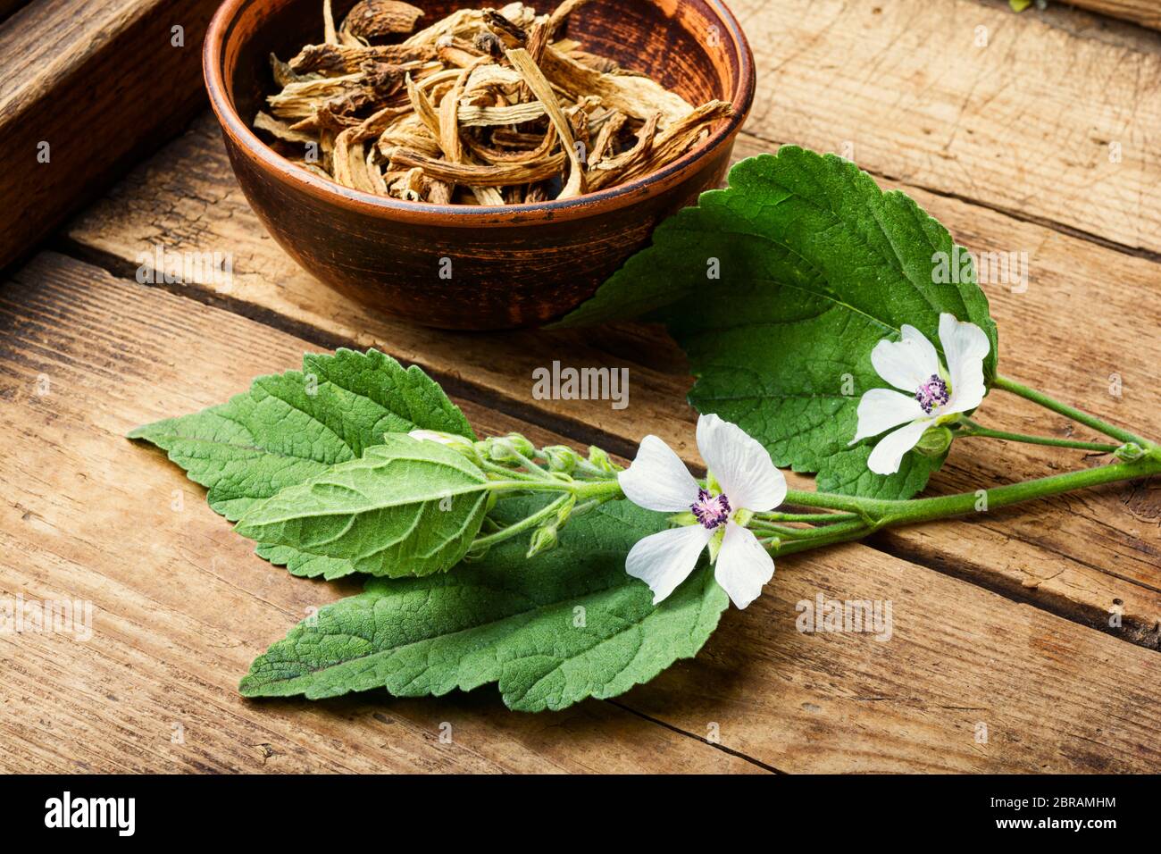 Medicinal plant althaea officinalis and dry roots althaea.Herbal ...