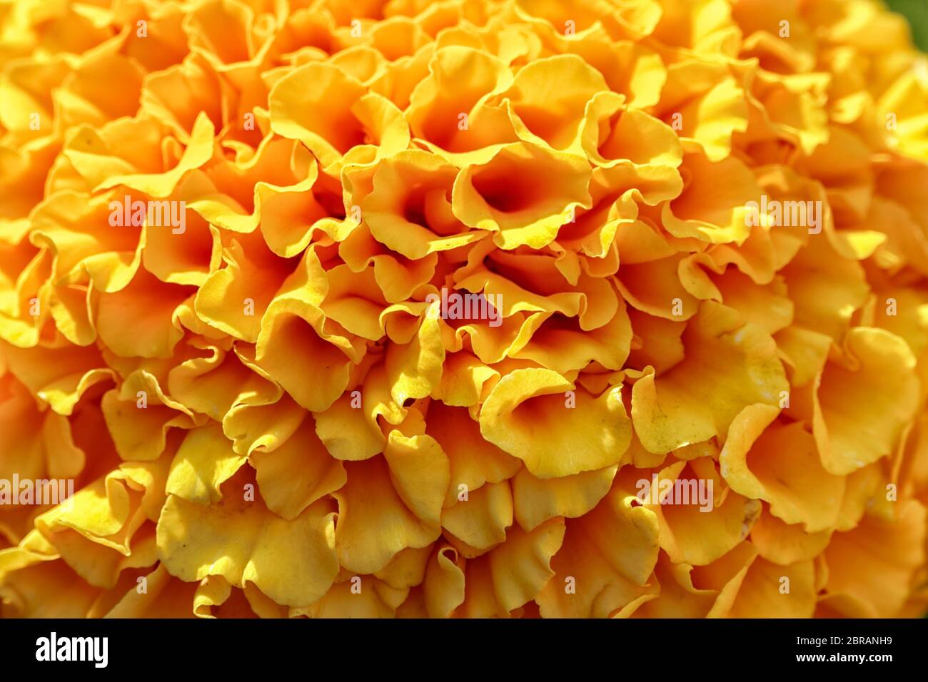 Detailed image of yellow marigold petals. Flower detail and texture ...