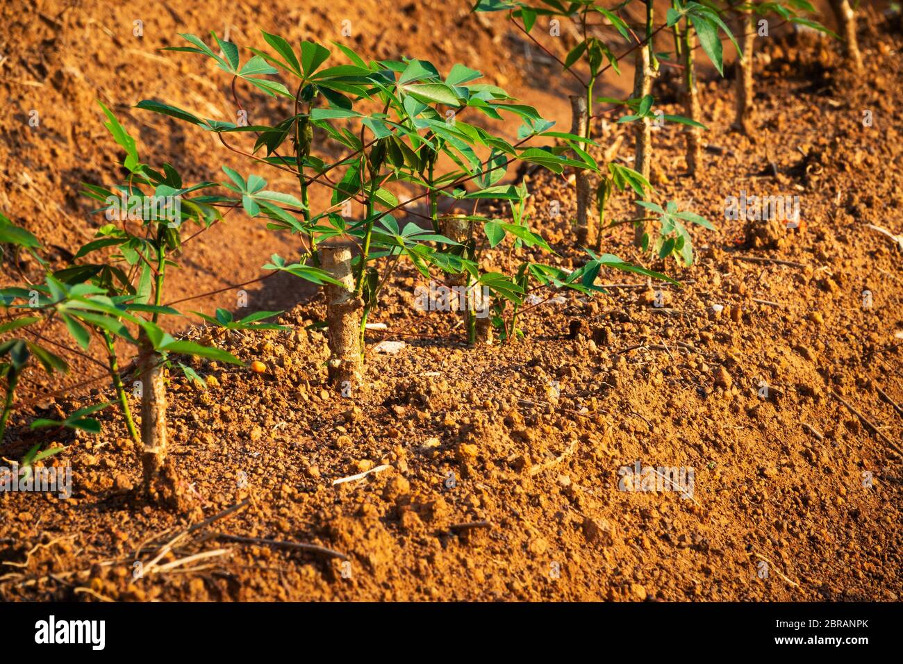 Cassava Plantation, agriculture field with tropical plant Stock Photo ...