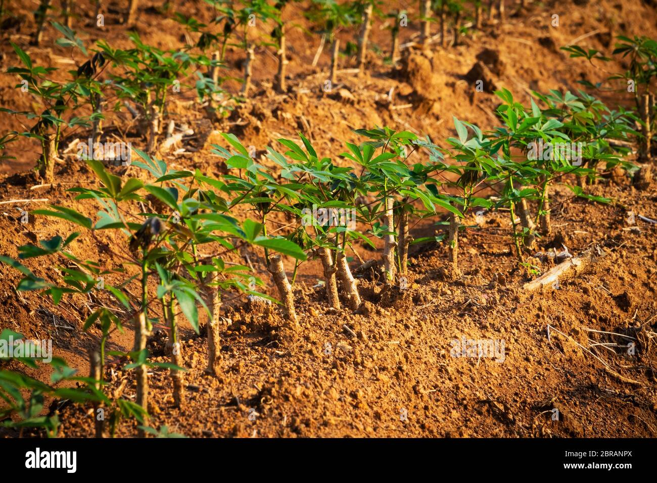 Cassava Plantation, agriculture field with tropical plant Stock Photo ...