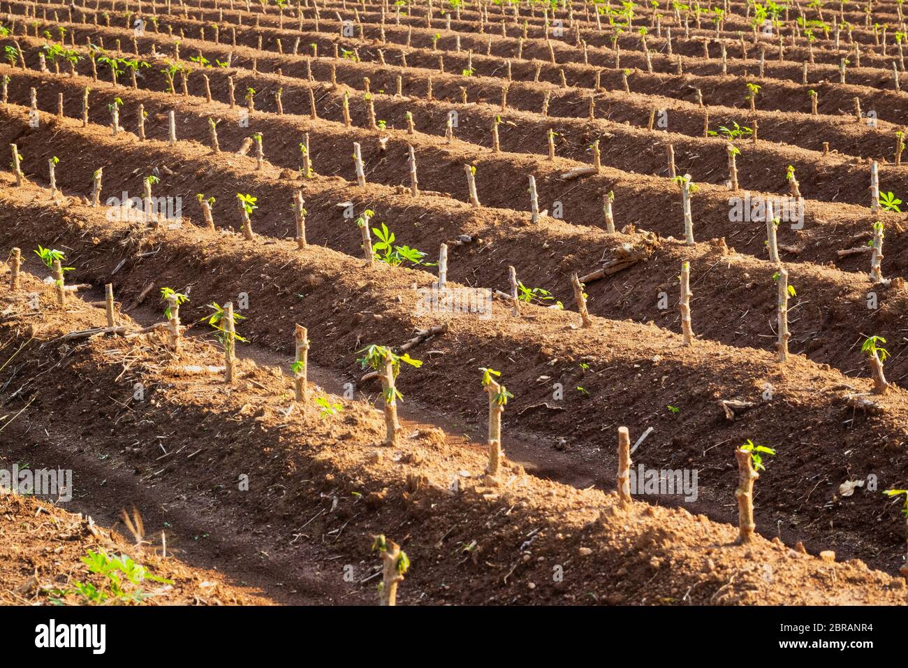 Cassava Plantation, agriculture field with tropical plant Stock Photo ...