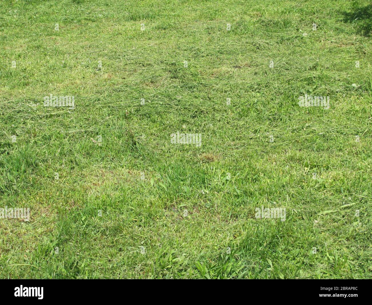 green cutted grass natural spring background Stock Photo - Alamy