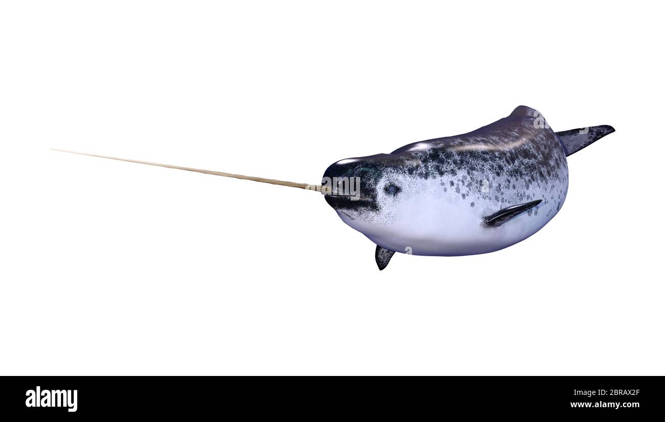 Narwhal Face