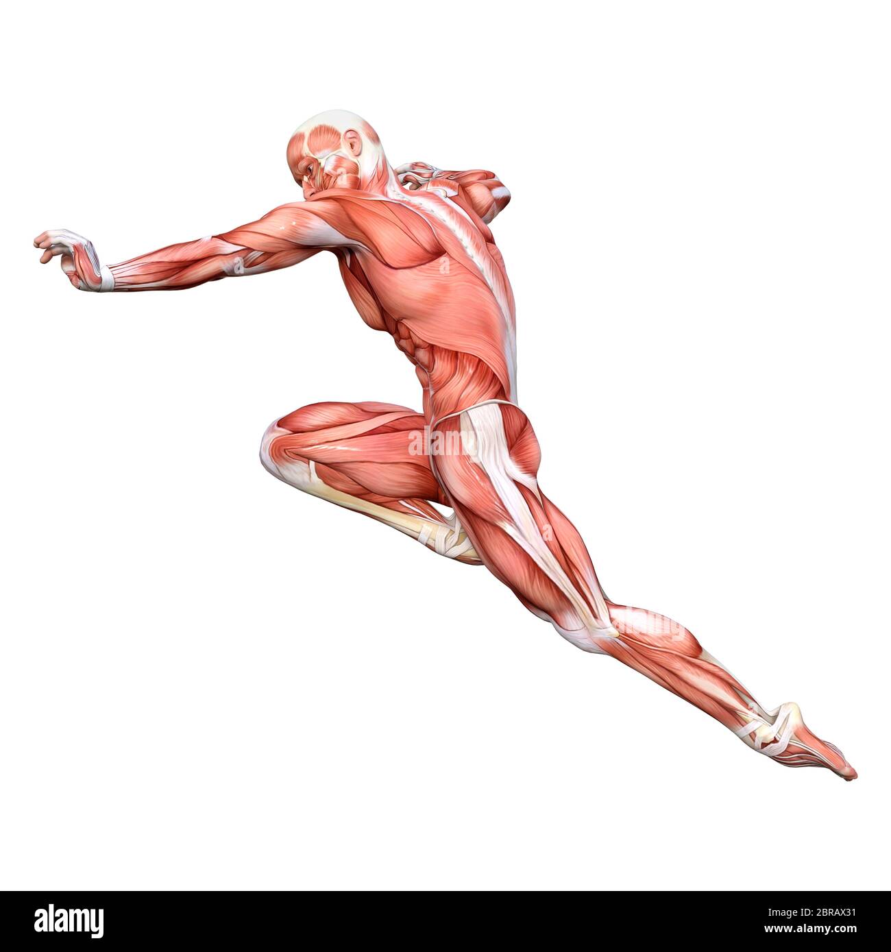 3D rendering of a male figure with muscle maps isolated on white ...