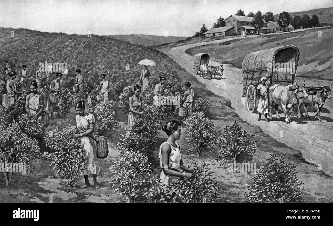 illustration of women picking tea in Ceylon, now named Sri Lanka, from ...