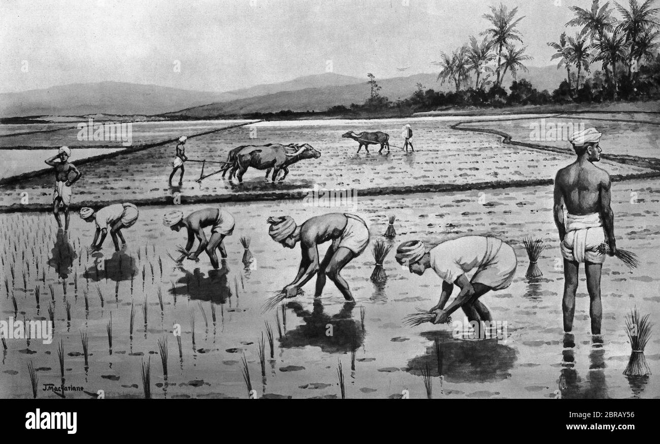 Planting rice india Black and White Stock Photos & Images - Alamy