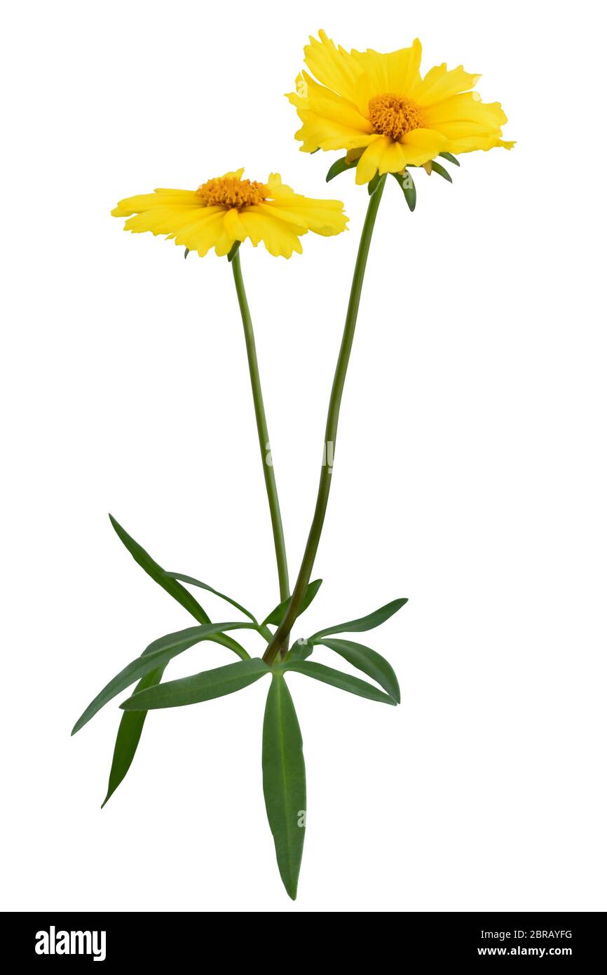 Wonderful medicinal plant Cut Out Stock Images & Pictures - Alamy