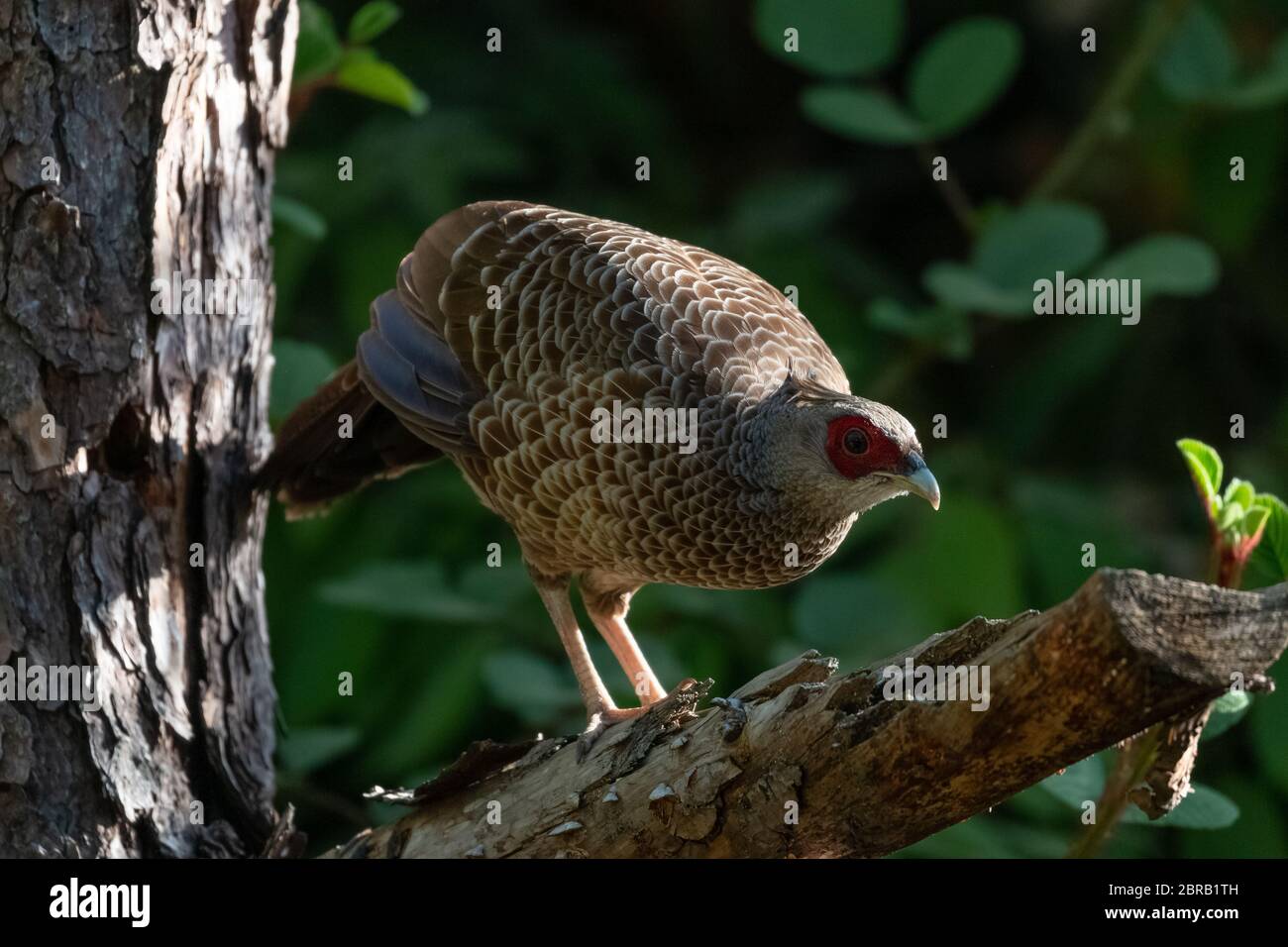 Khaleej Pheasant (Lophura leucomelanos) Female bird photographed in ...