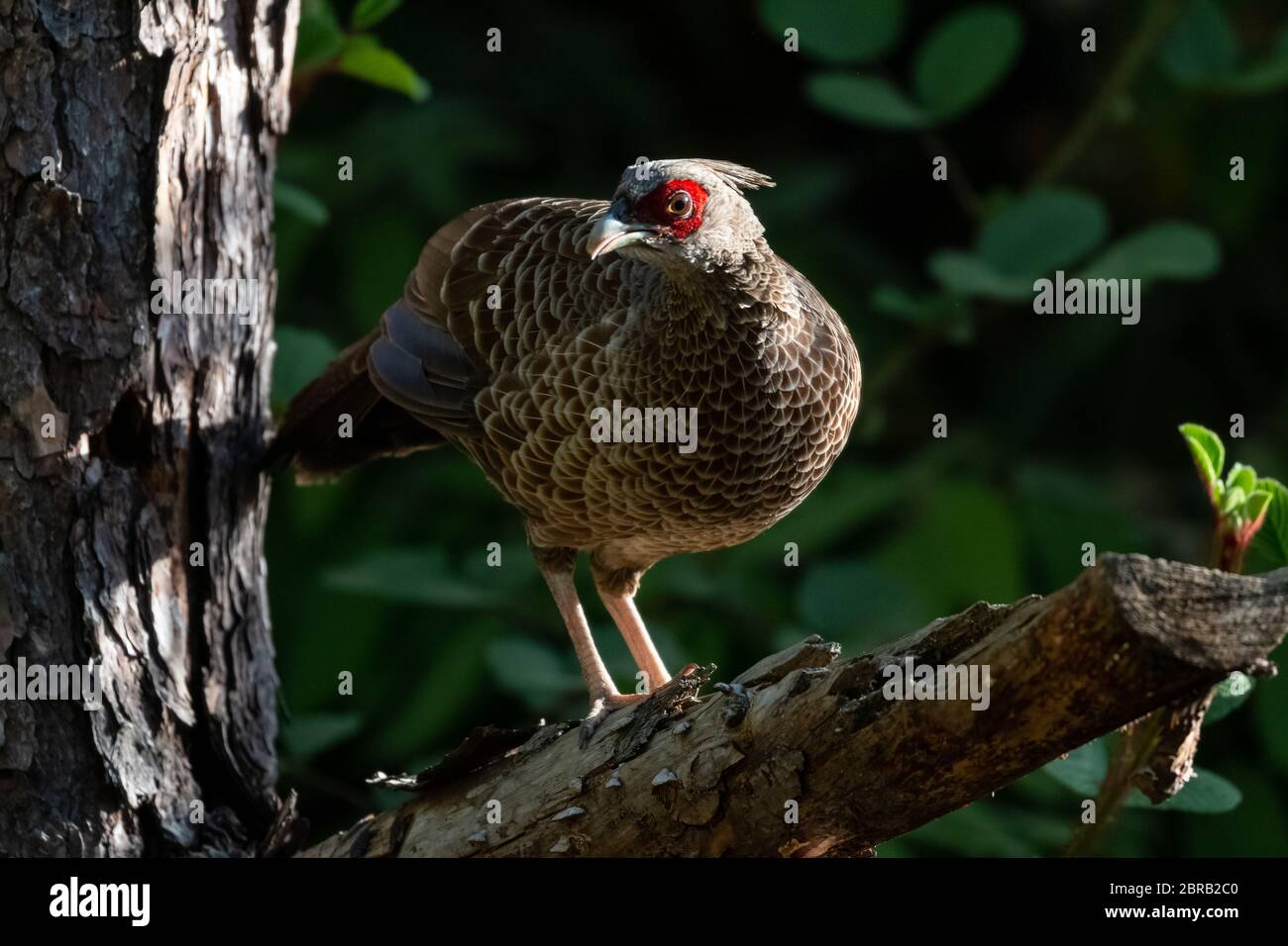 Khaleej Pheasant (Lophura leucomelanos) Female bird photographed in ...