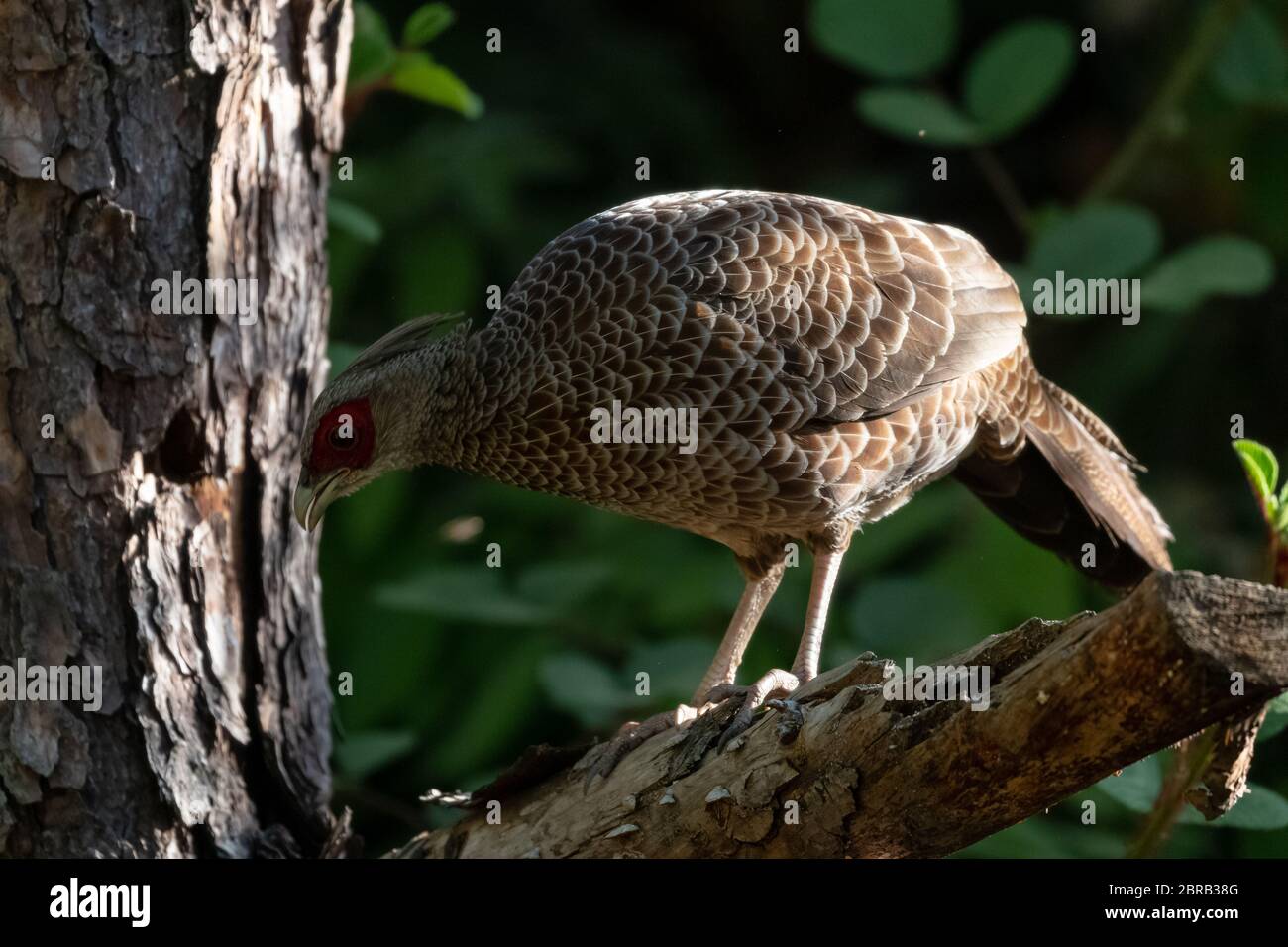 Khaleej Pheasant (Lophura leucomelanos) Female bird photographed in ...