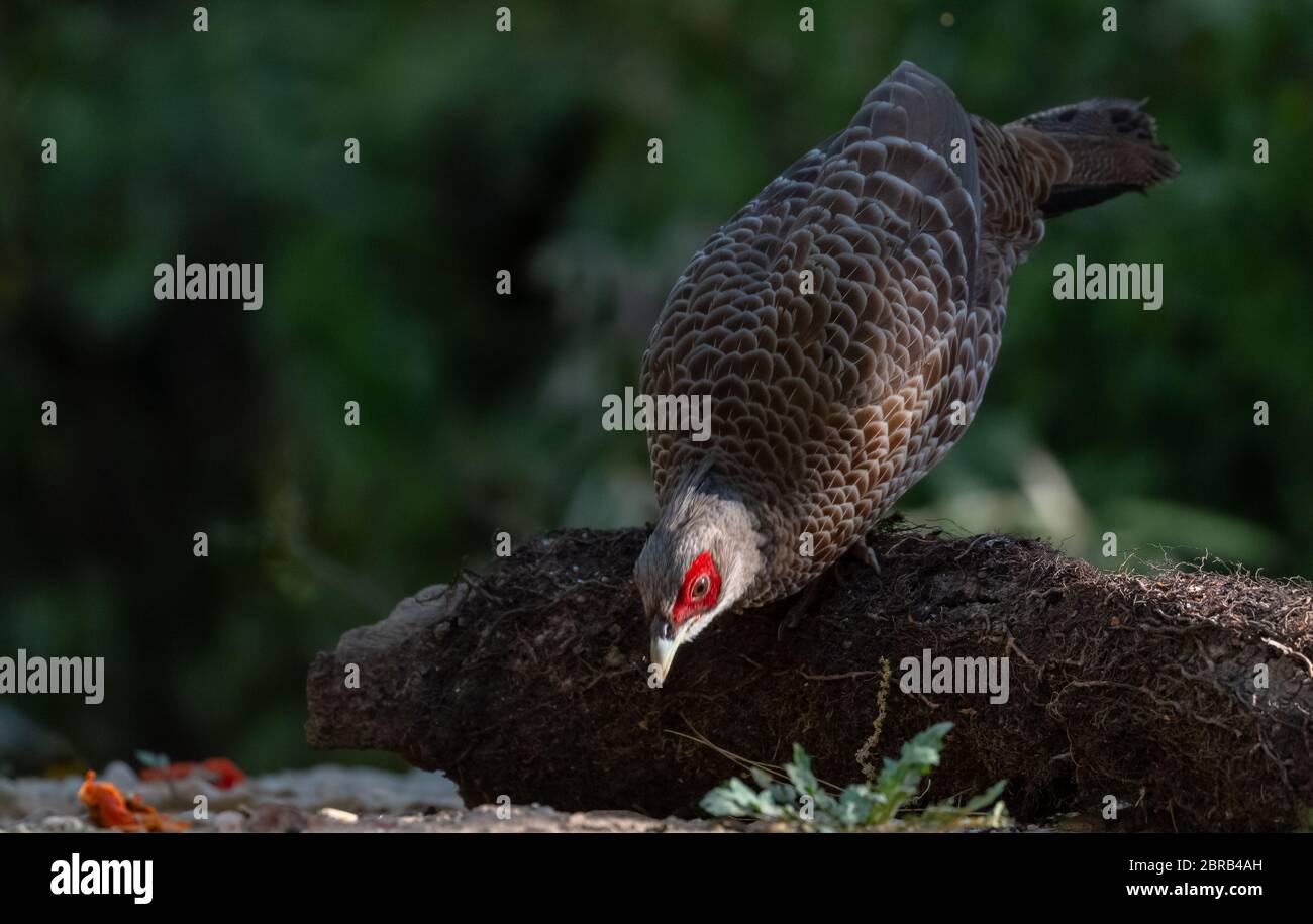 Khaleej Pheasant (Lophura leucomelanos) Female bird photographed in ...