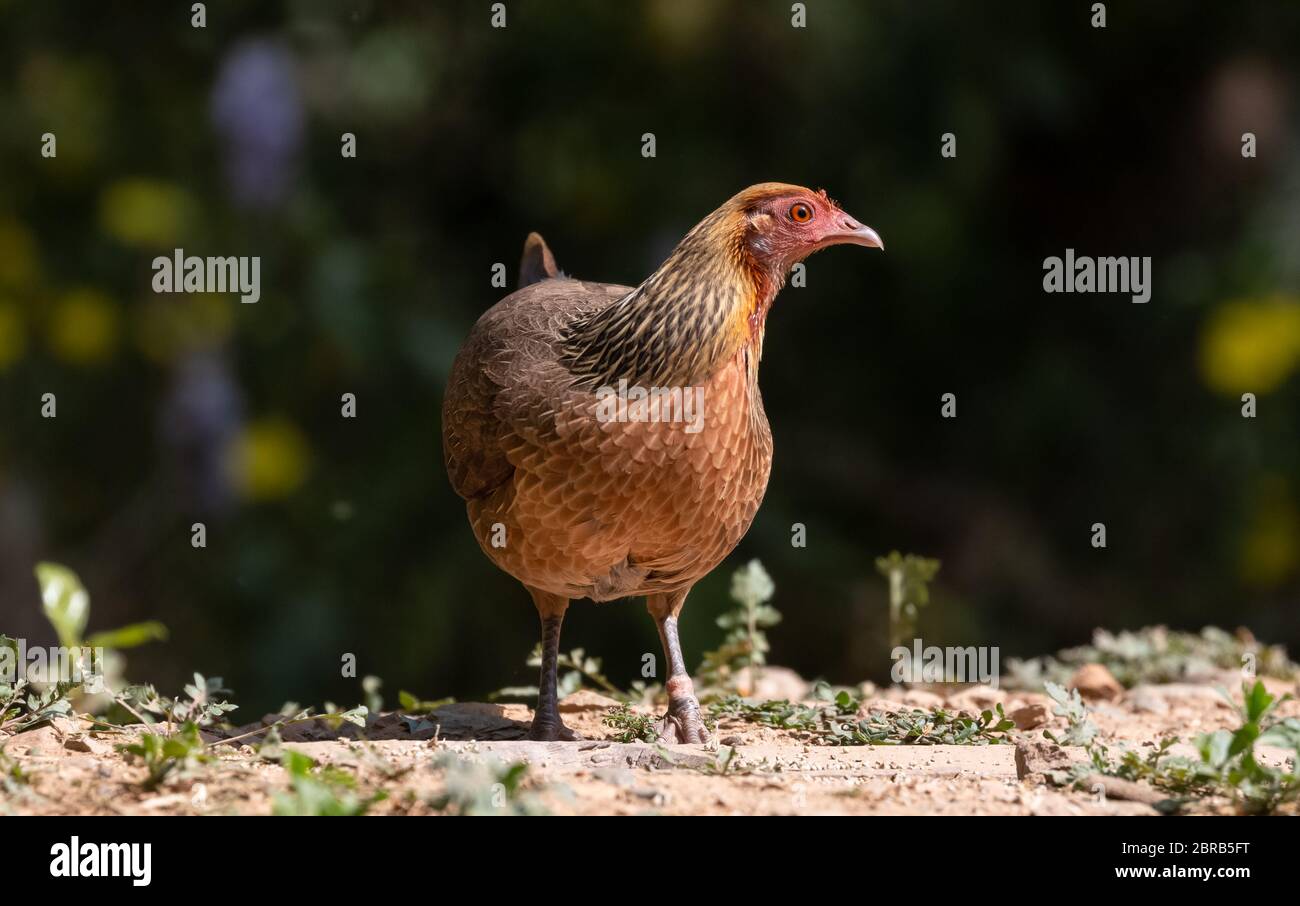 Jungle Fowl female bird photographed in Satal, Uttarakhand, India Stock ...