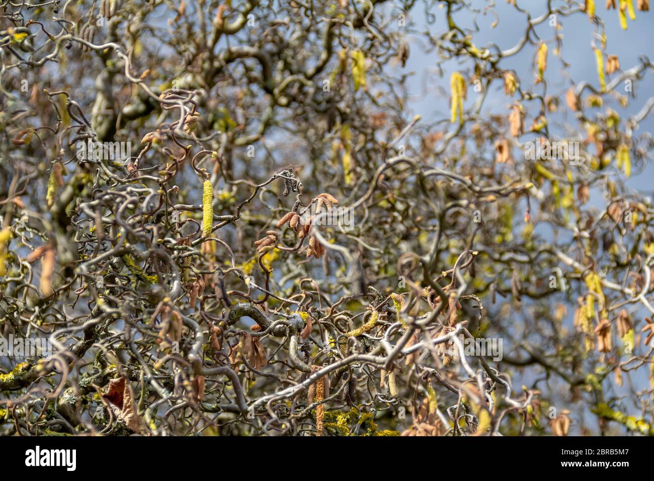 Twisted Hazel High Resolution Stock Photography and Images - Alamy