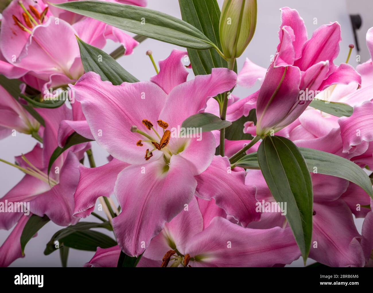 Close-up of pink liles flowers. Common names for species in this genus ...