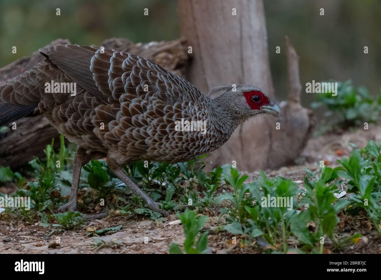 Khaleej Pheasant (Lophura leucomelanos) Female bird photographed in ...