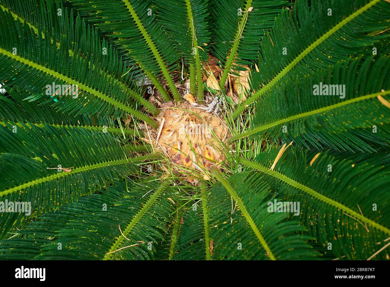 Marimurtra Botanical garden in Blanes, Catalonia Stock Photo - Alamy