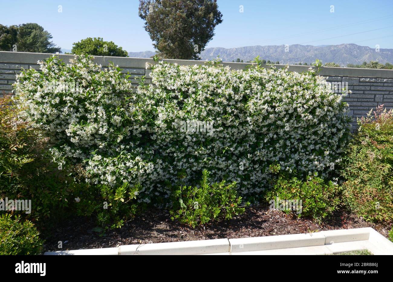 Los Angeles, California, USA 20th May 2020 A general view of atmosphere of Paul Walker's Grave ...