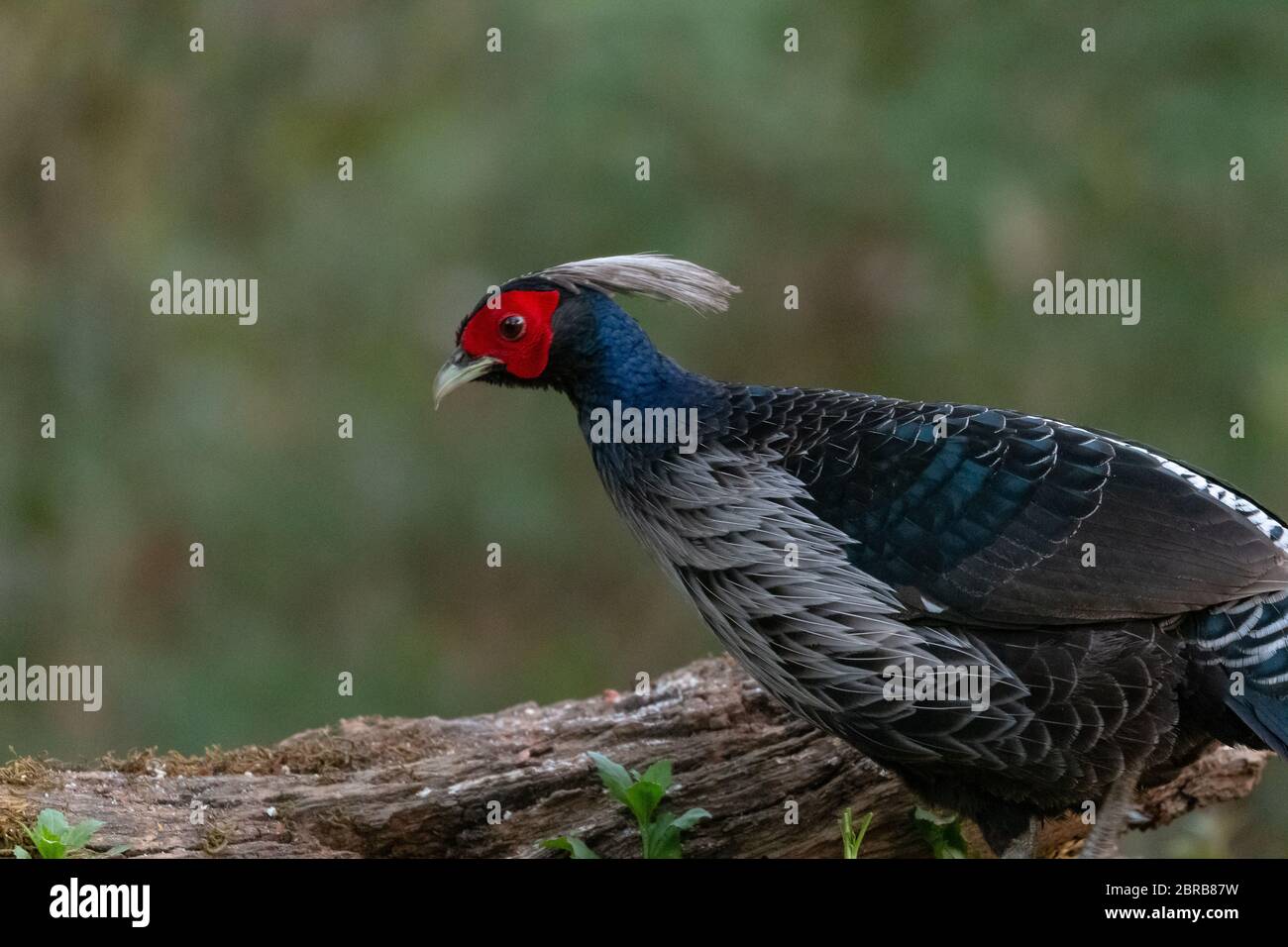 Khaleej Pheasant (Lophura leucomelanos) Male bird photographed in ...