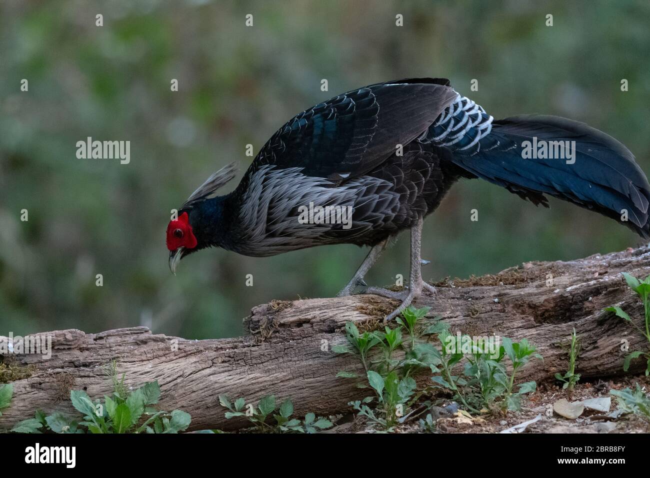 Khaleej Pheasant (Lophura leucomelanos) Male bird photographed in ...