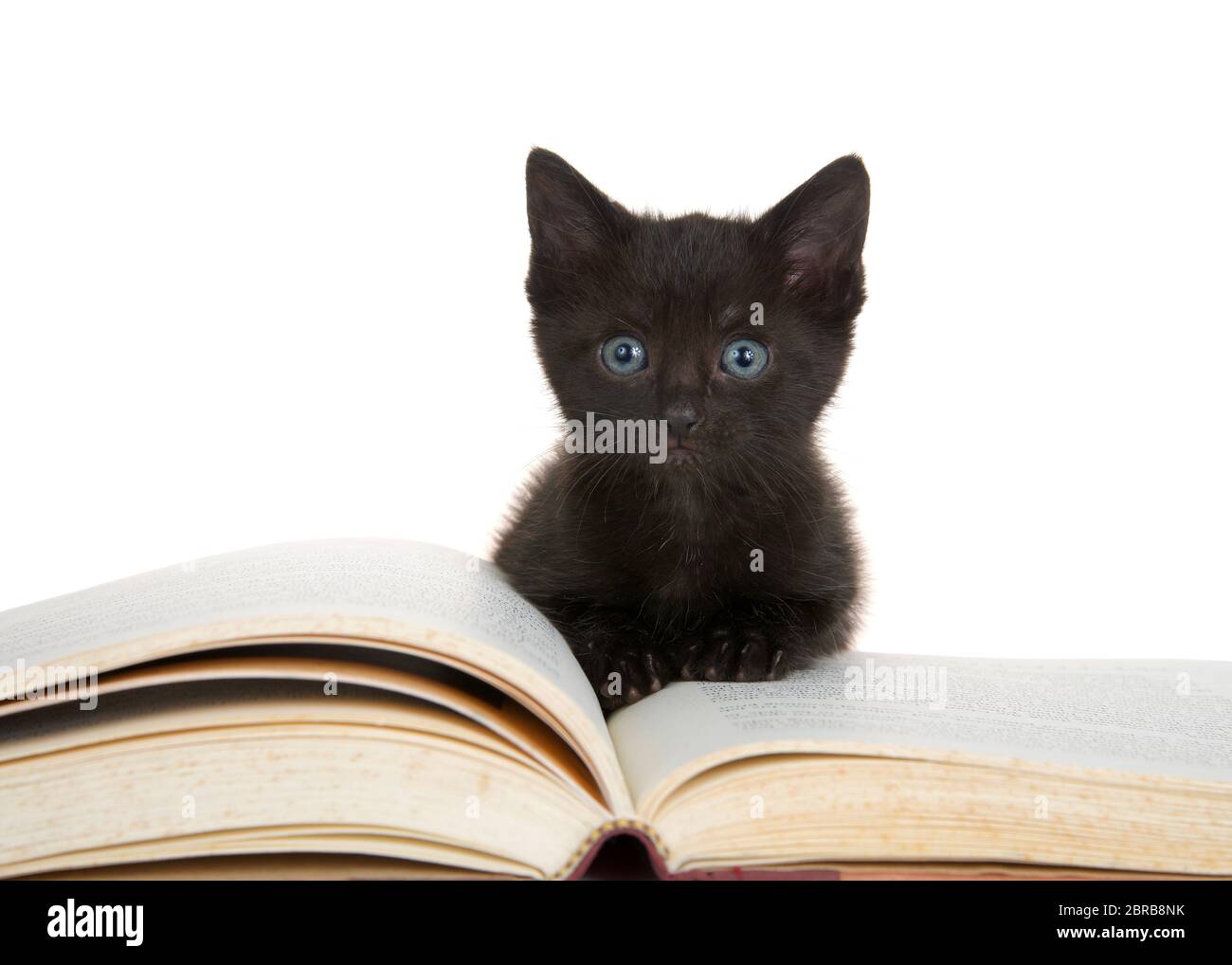 Black Kittens With Bright Blue Eyes