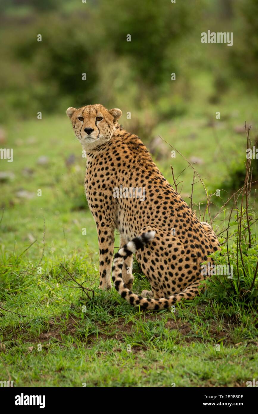 Cheetah sits on grass turning towards camera Stock Photo - Alamy
