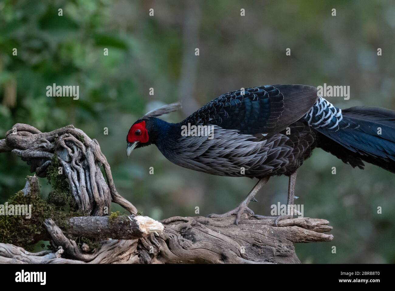 Khaleej Pheasant (Lophura leucomelanos) Male bird photographed in ...